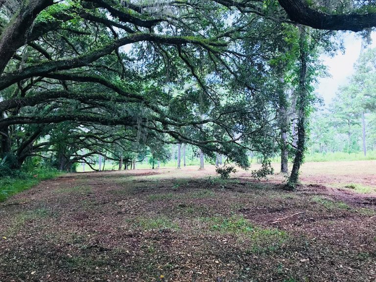Land Clearing - Red Hills Landworks - Tallahassee, FL